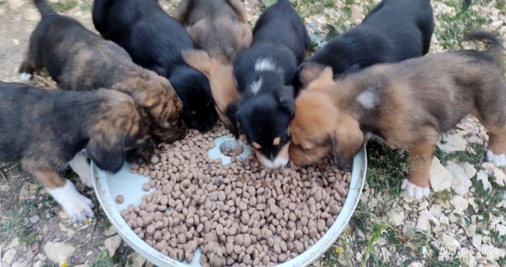 Macedonia's Forgotten Dogs – Saving the Animal Strays of Macedonia in ...